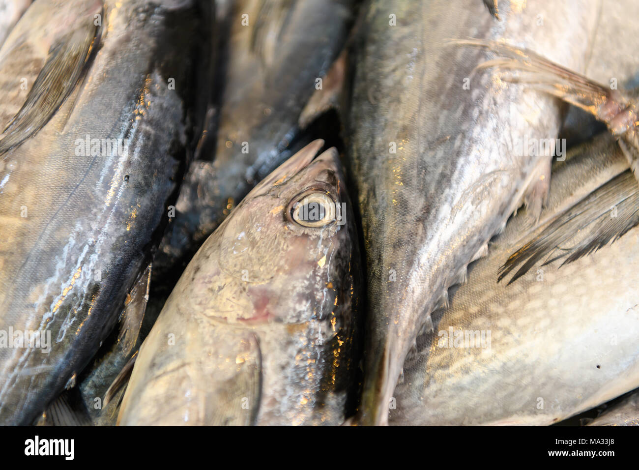 Fish heads tails display hi-res stock photography and images - Alamy