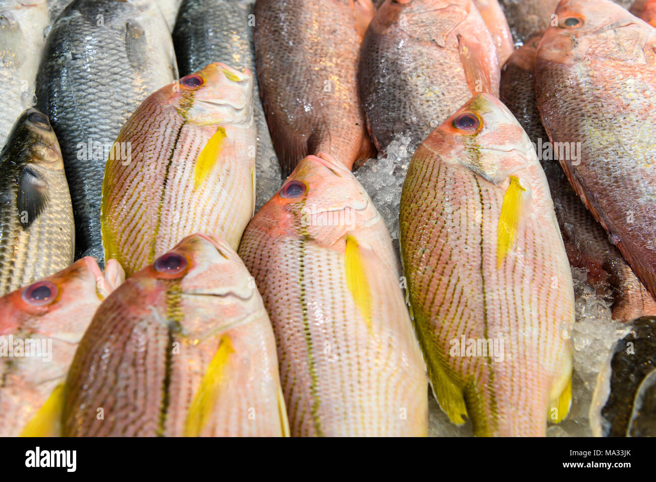 Fresh fish in a market Stock Photo - Alamy