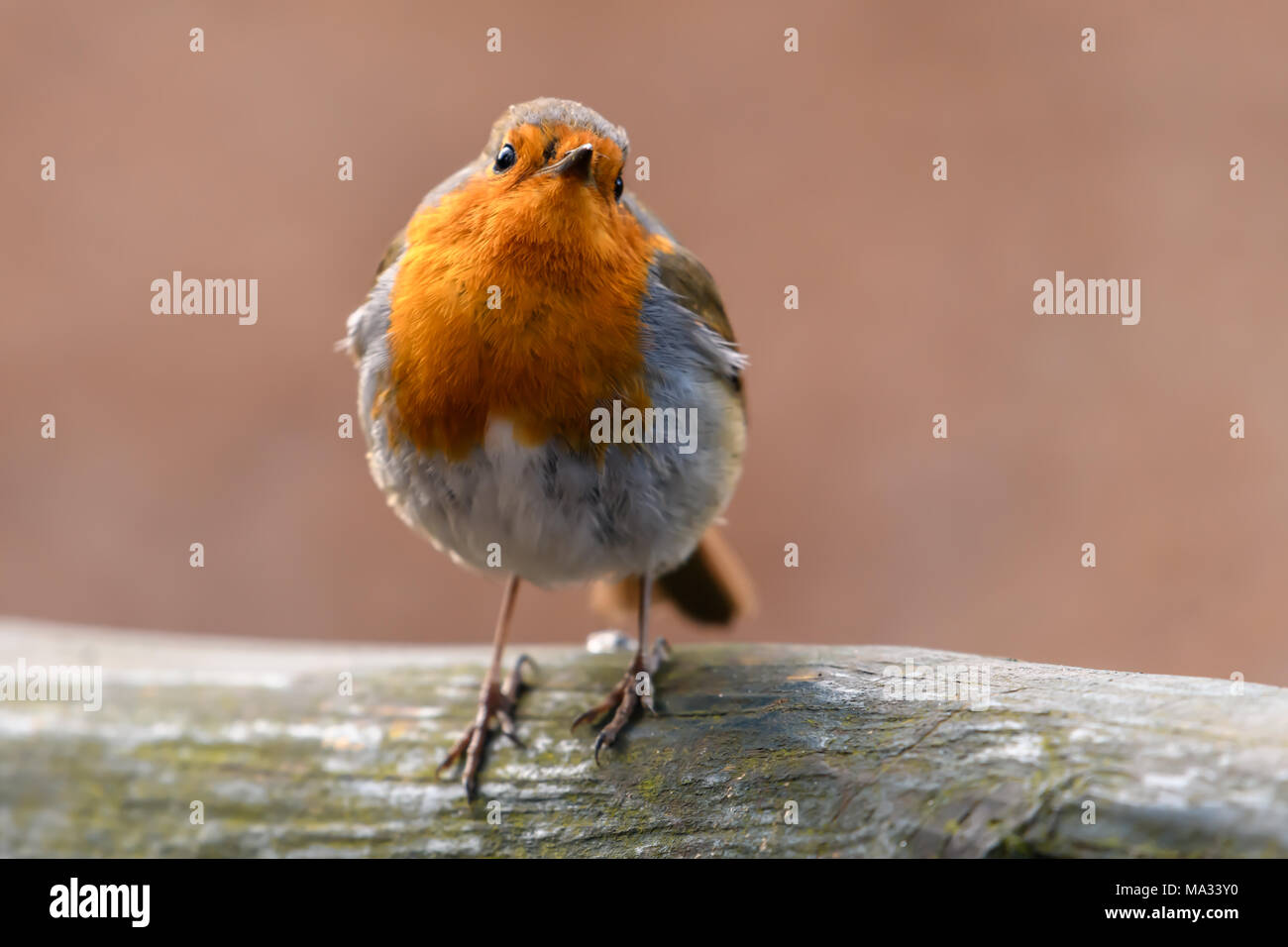 Christmas robin hi-res stock photography and images - Alamy