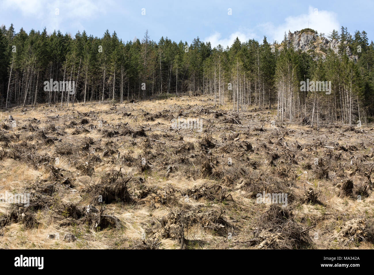 Pine tree being cut down hi-res stock photography and images - Alamy