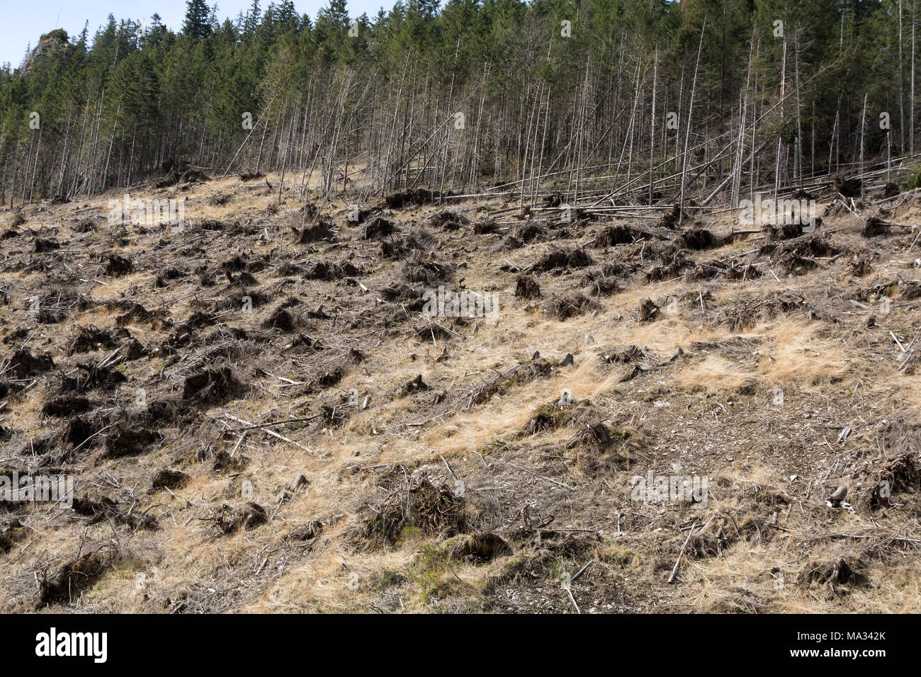 Forest being cut down turning into a dry lifeless field Stock Photo - Alamy