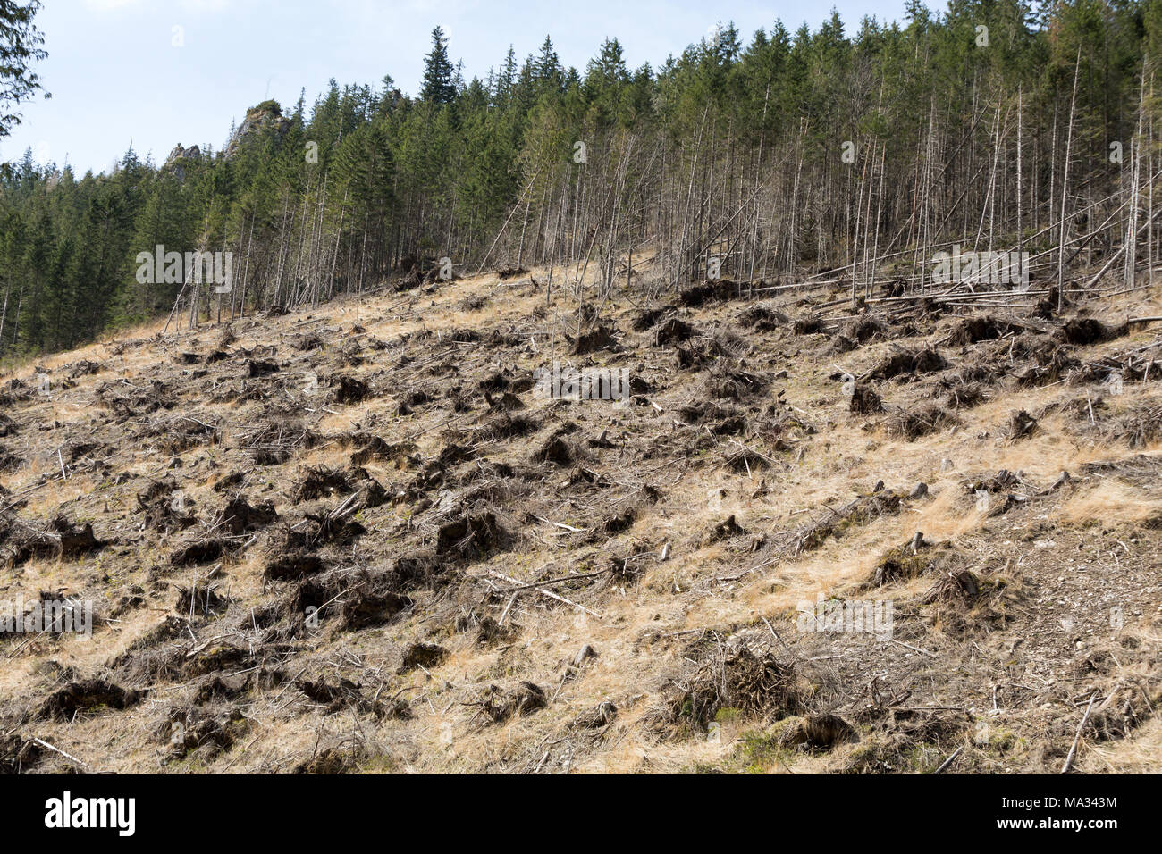 Pine tree being cut down hi-res stock photography and images - Alamy