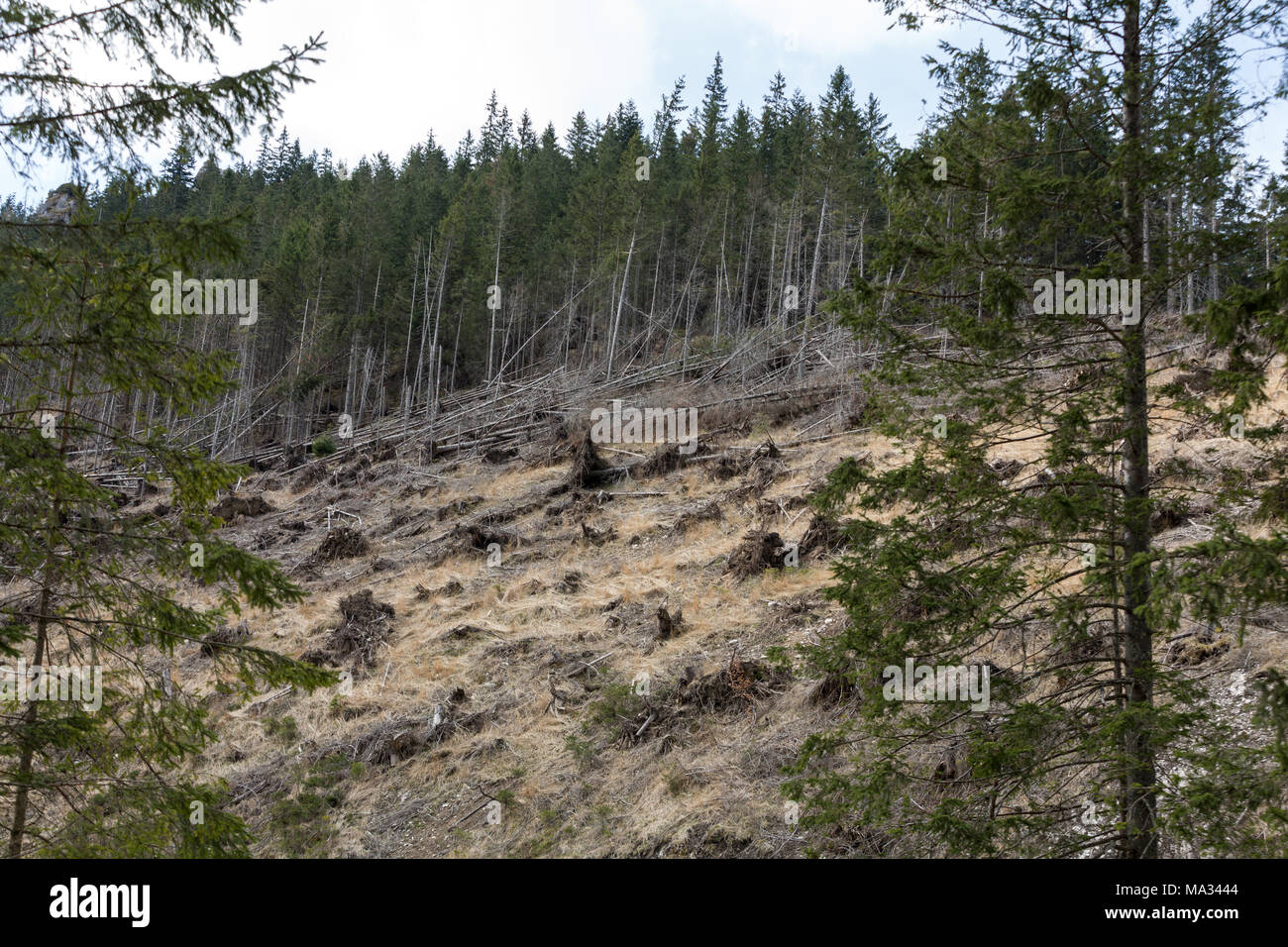 Pine tree being cut down hi-res stock photography and images - Alamy