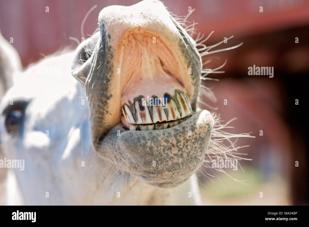 A close-up shot of a white, Arabian horse baring its teeth Stock Photo ...