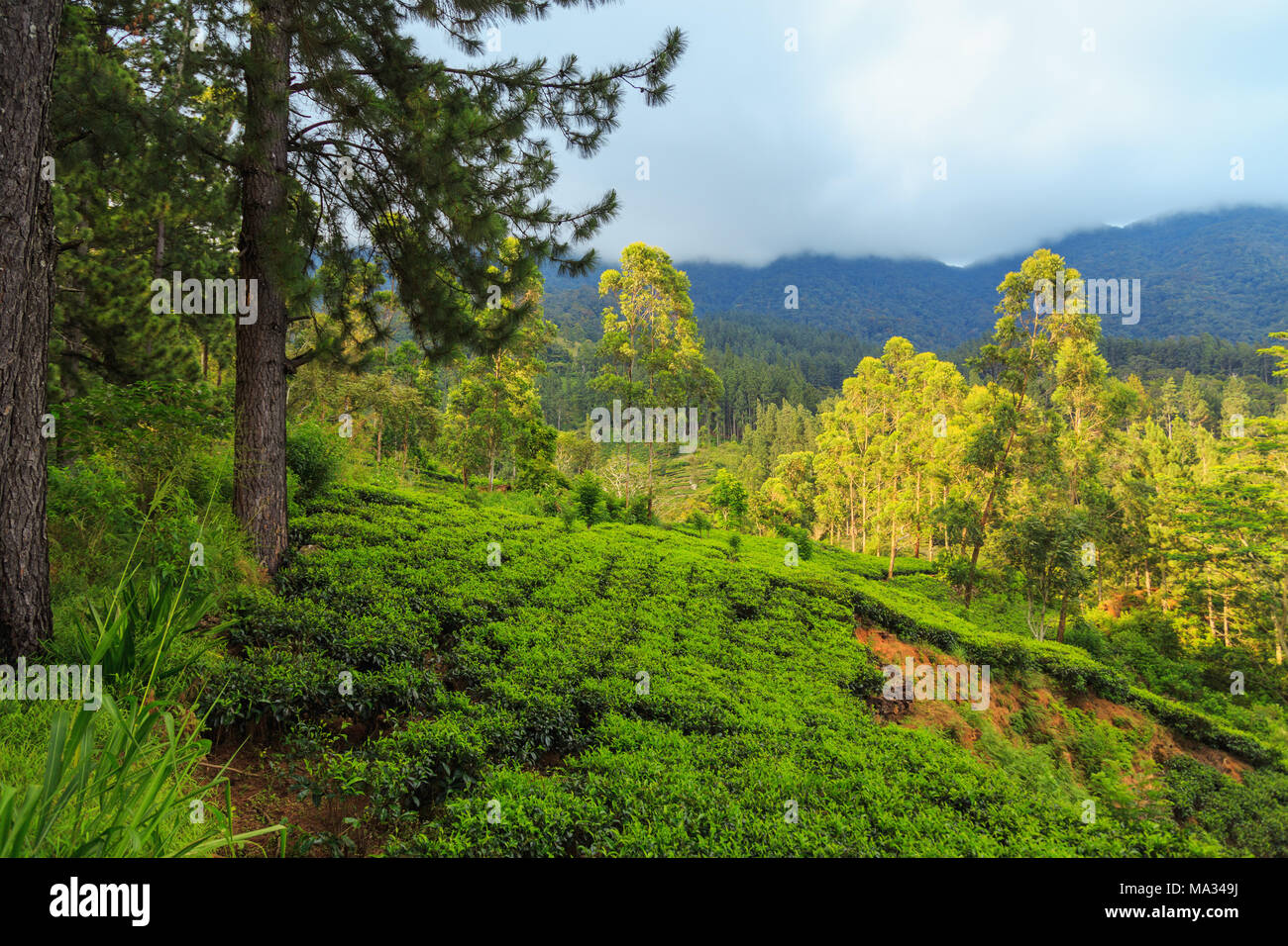 green tea plantations high in the mountains Stock Photo - Alamy