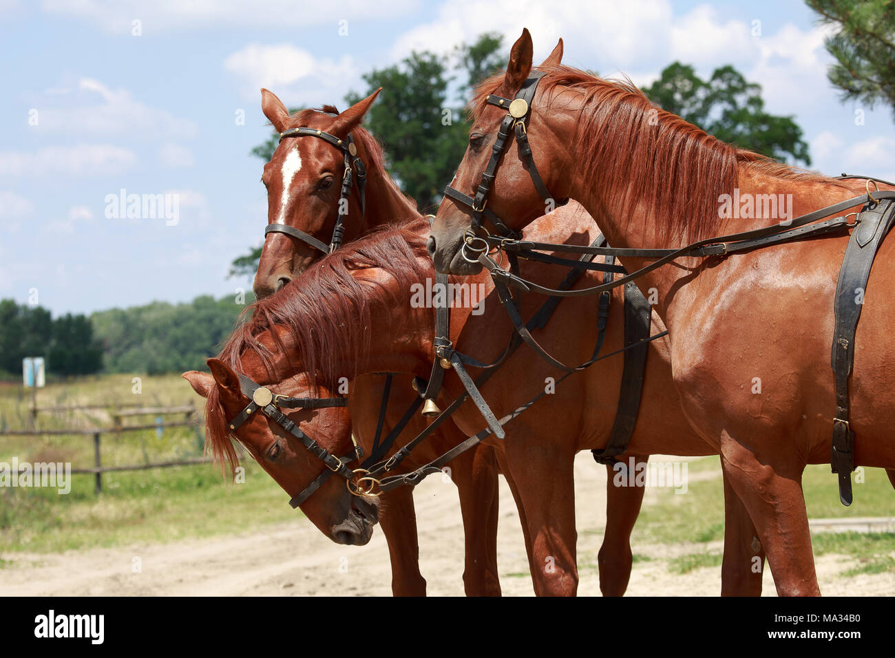 Horse riding at Bugac, Hungary, Great Plain, Hortobágy Stock Photo - Alamy