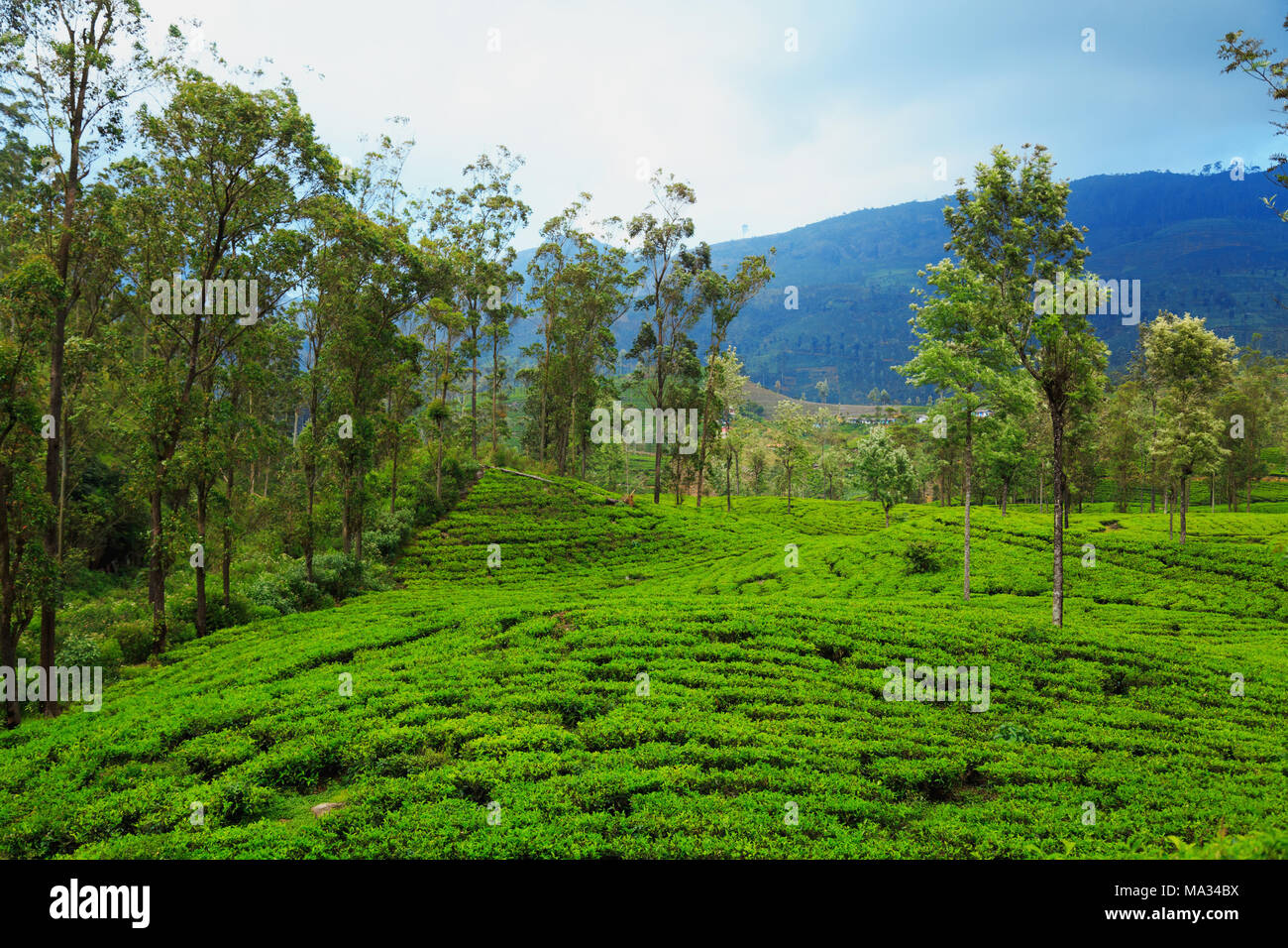 green tea plantations high in the mountains Stock Photo - Alamy