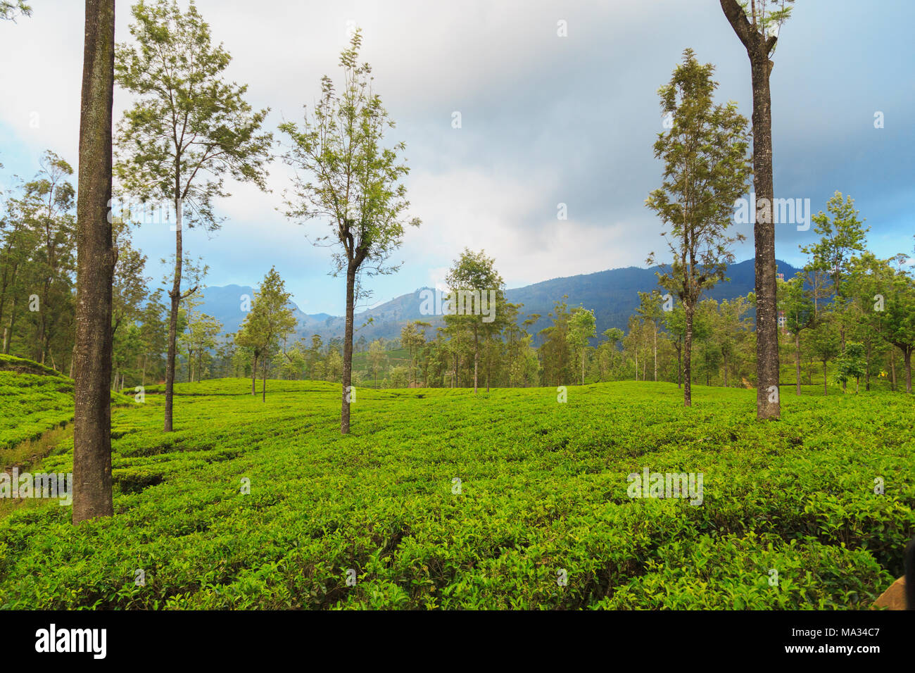 green tea plantations high in the mountains Stock Photo - Alamy