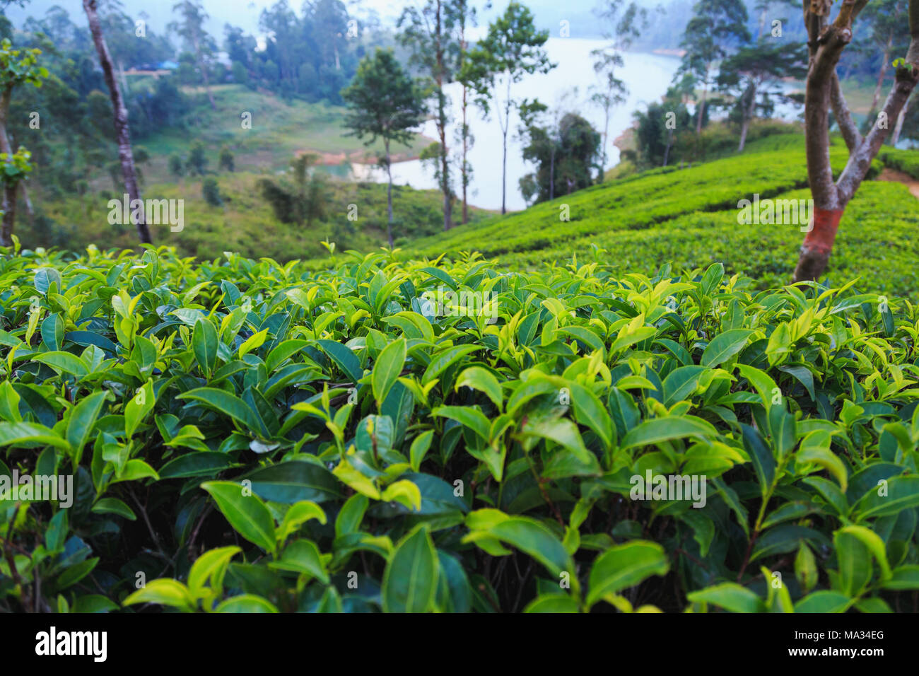 green tea plantations high in the mountains Stock Photo - Alamy