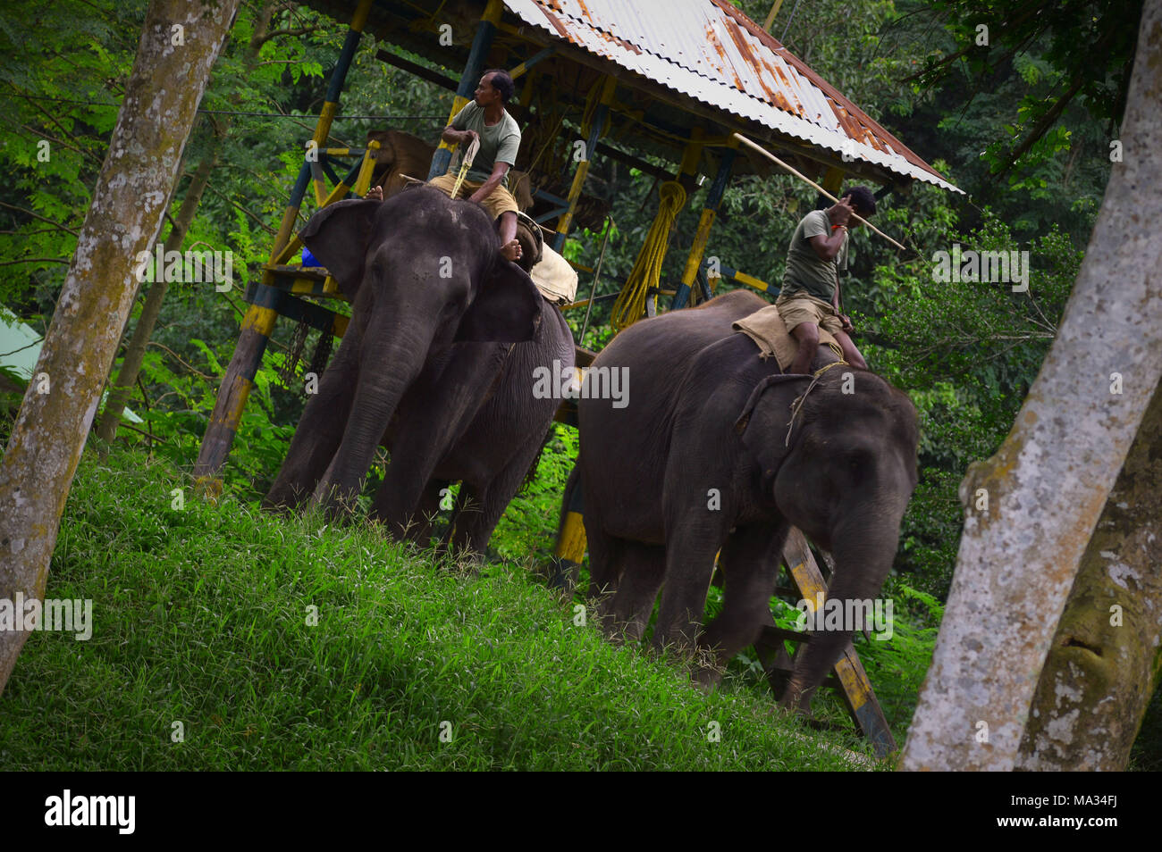 Tamed Elephants of india Stock Photo - Alamy