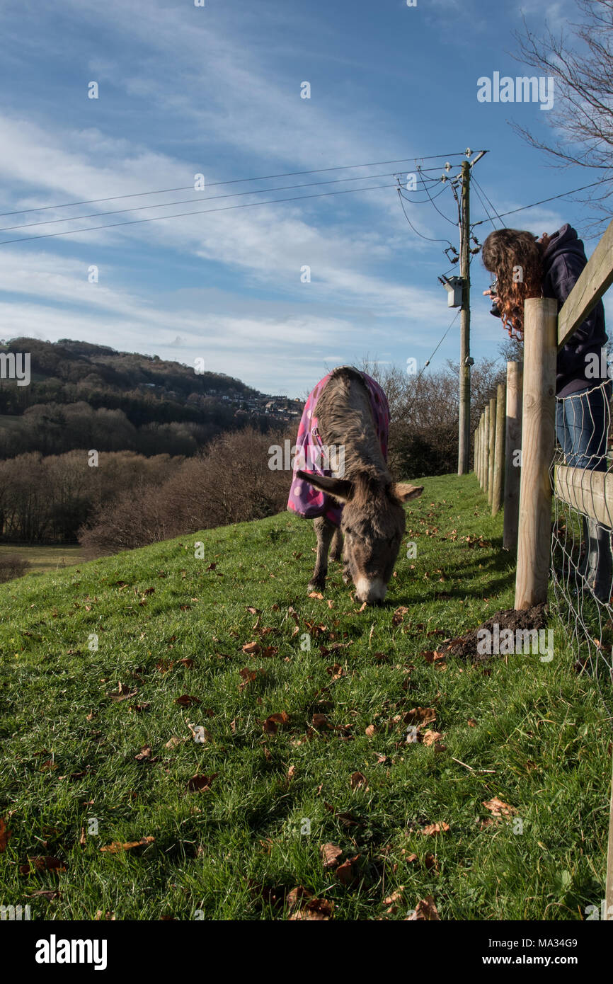 A donkey wearing a coat whilst grazing in the welsh countryside Stock ...