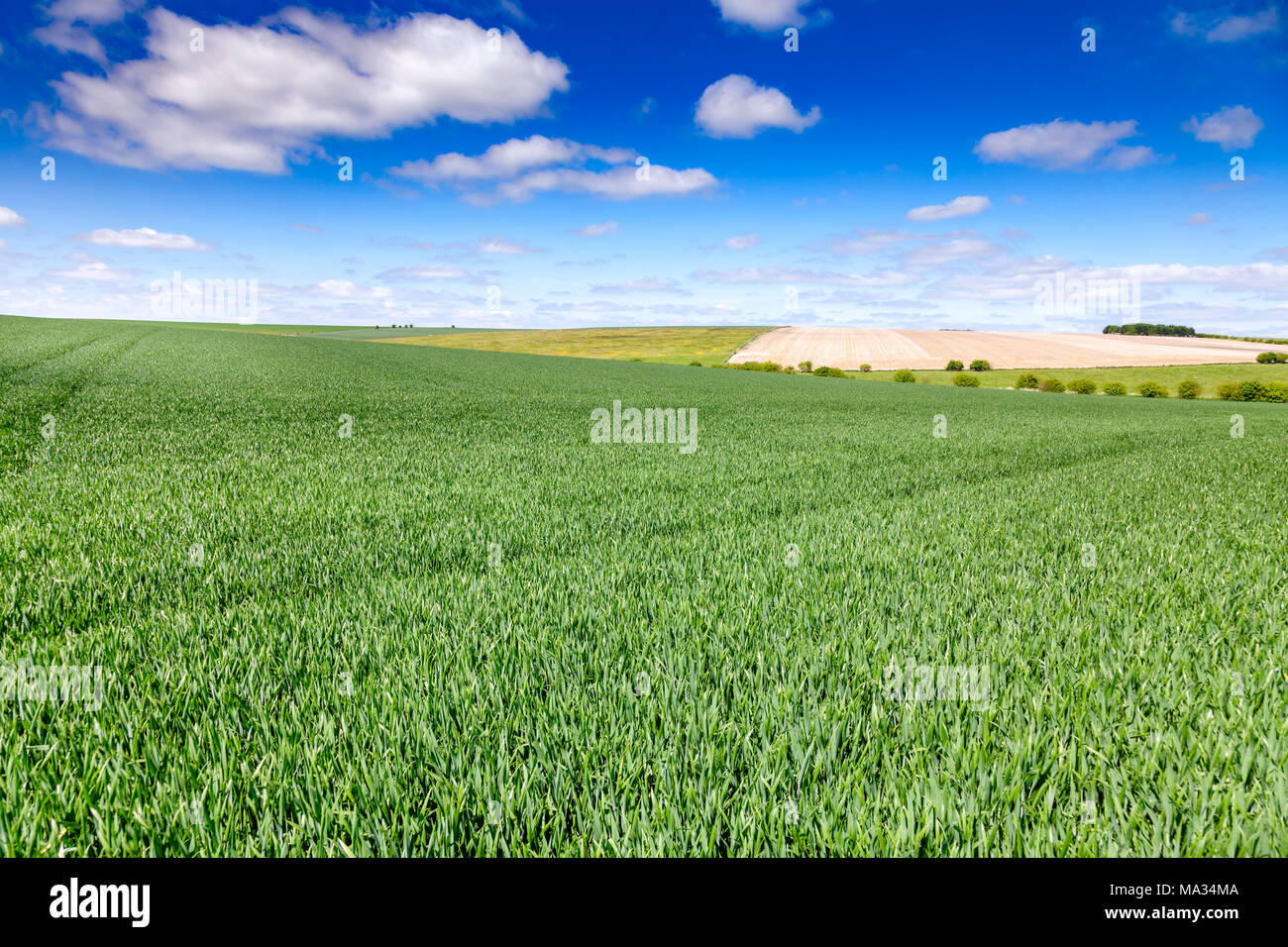 English summer rural landscape with green field in Southern England, UK ...
