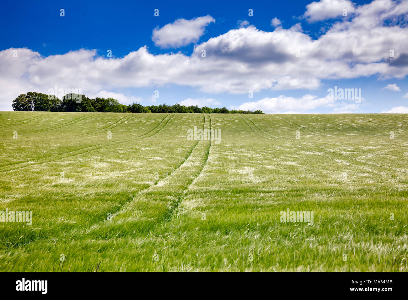 English rural landscape with green barley field in Southern England UK ...
