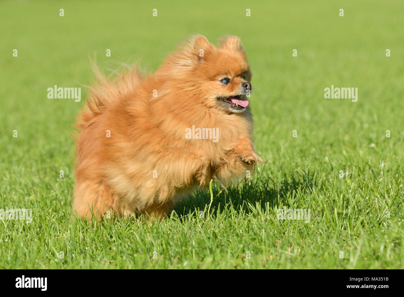 German spitz dog hi-res stock photography and images - Alamy