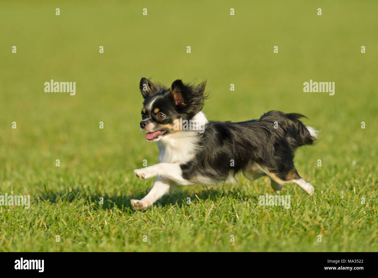 Chihuahua dog running in a meadow Stock Photo - Alamy