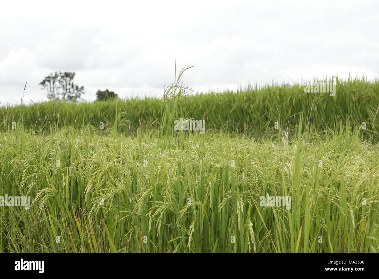 Village paddy field hi-res stock photography and images - Alamy