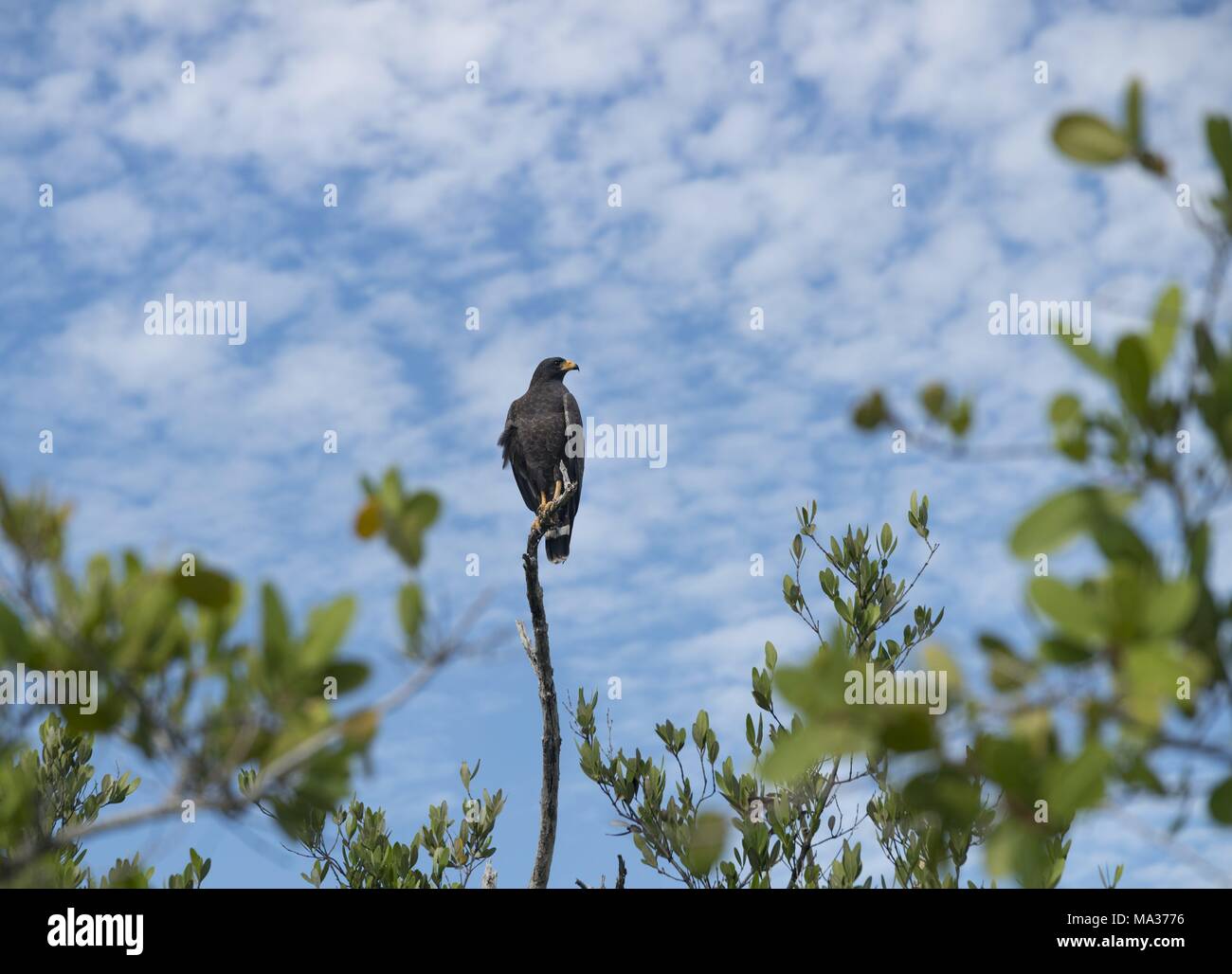 A Cuban Black Hawk in the Zapata National Park on the south coast of ...