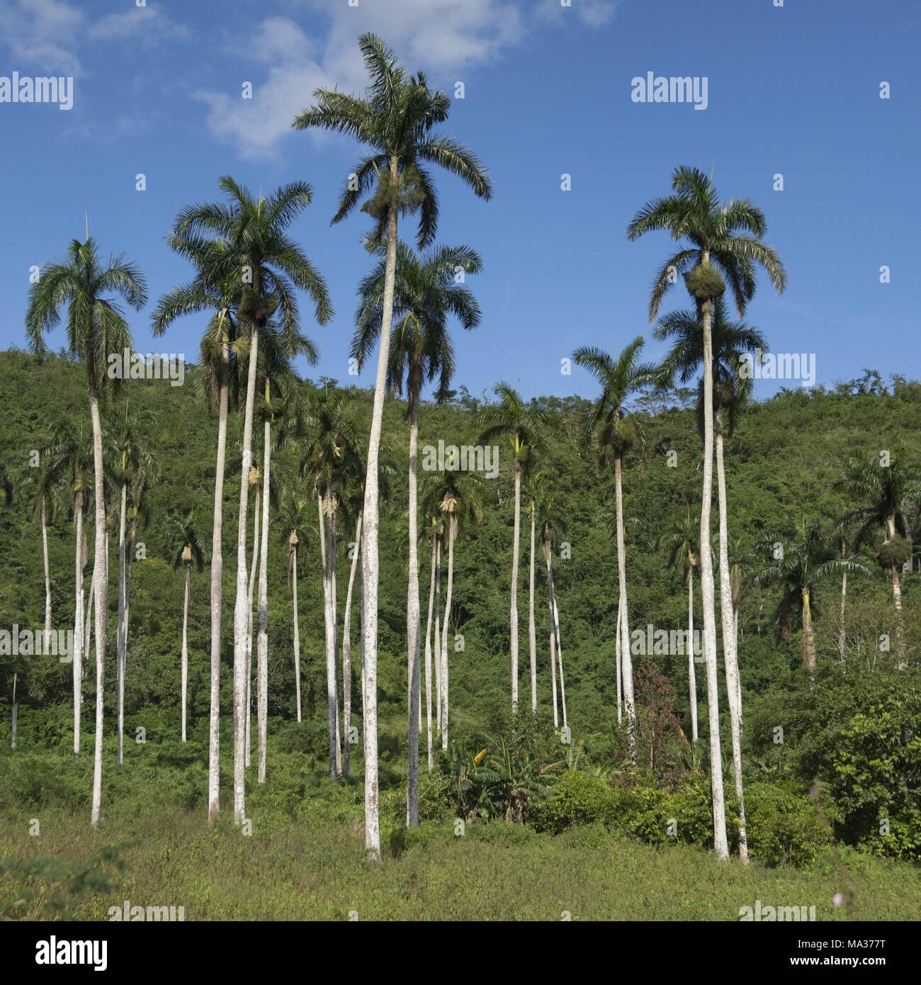 Trees planting trinidad hi-res stock photography and images - Alamy