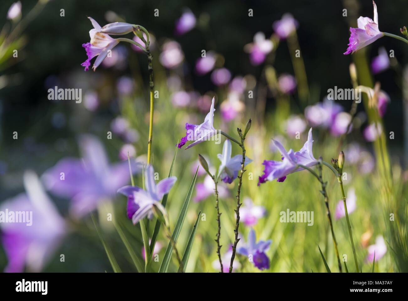 Soroa orchid botanical garden hi-res stock photography and images - Alamy