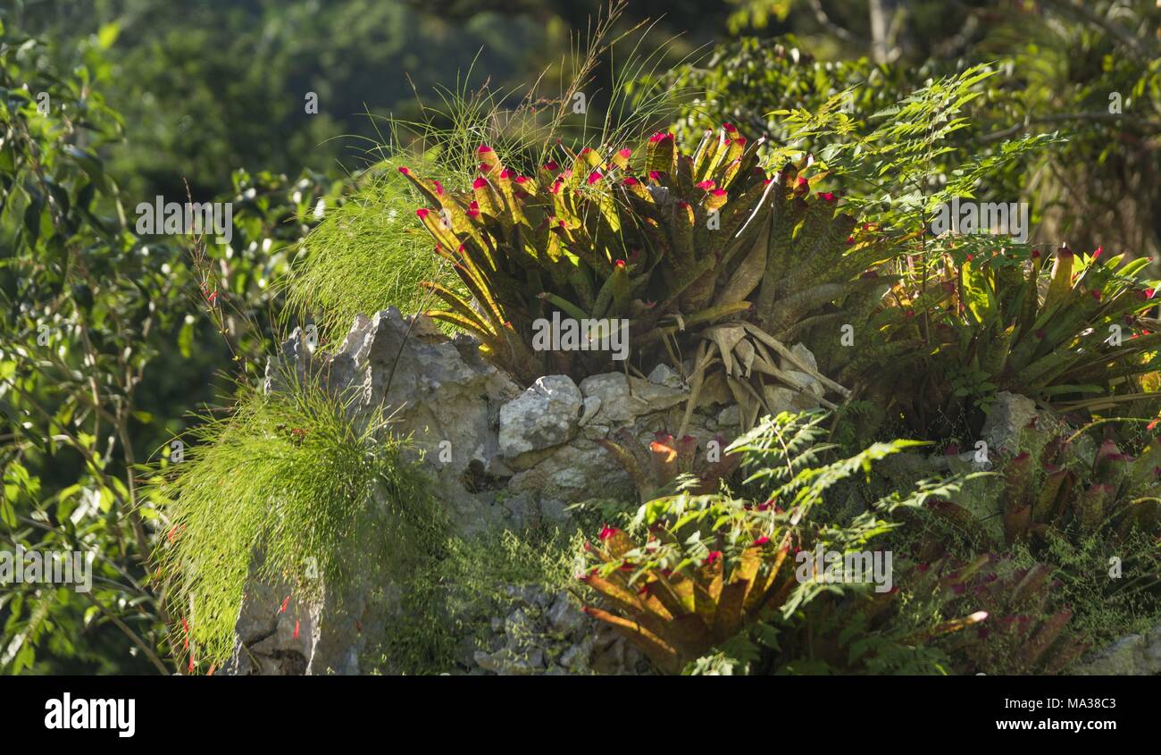 A large variety of typical and rare plants of Cuba belongs to the ...