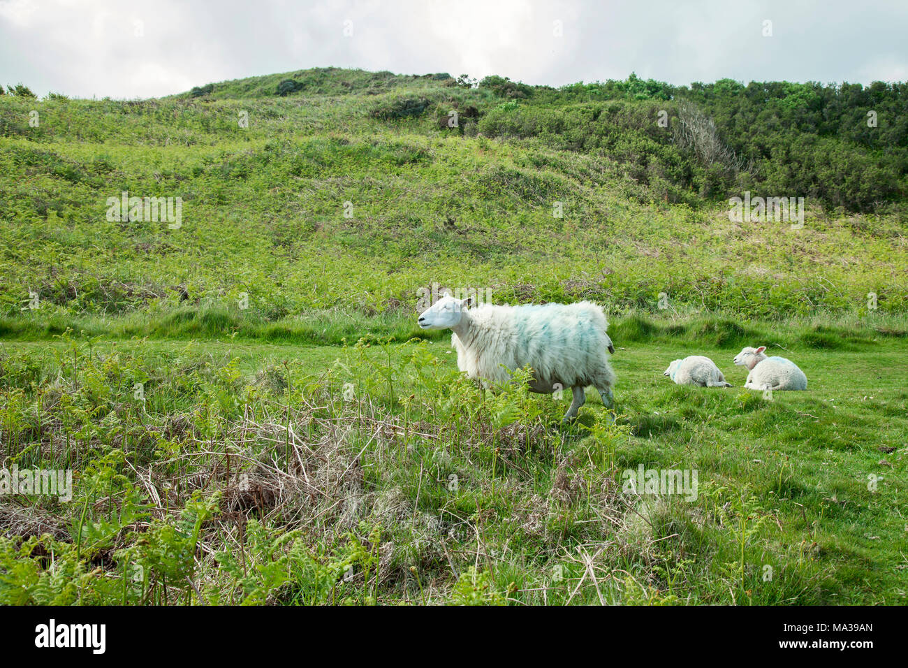Sheep on south west coastal walk hi-res stock photography and images ...