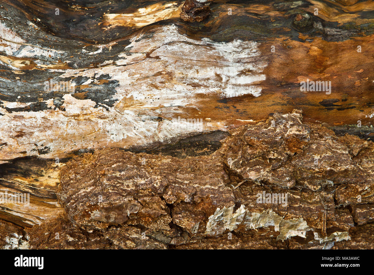 Tree close up that can be used as brown background picture Stock Photo ...