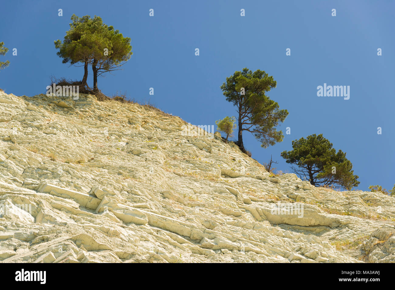 Tree growing on edge cliff hi-res stock photography and images - Alamy