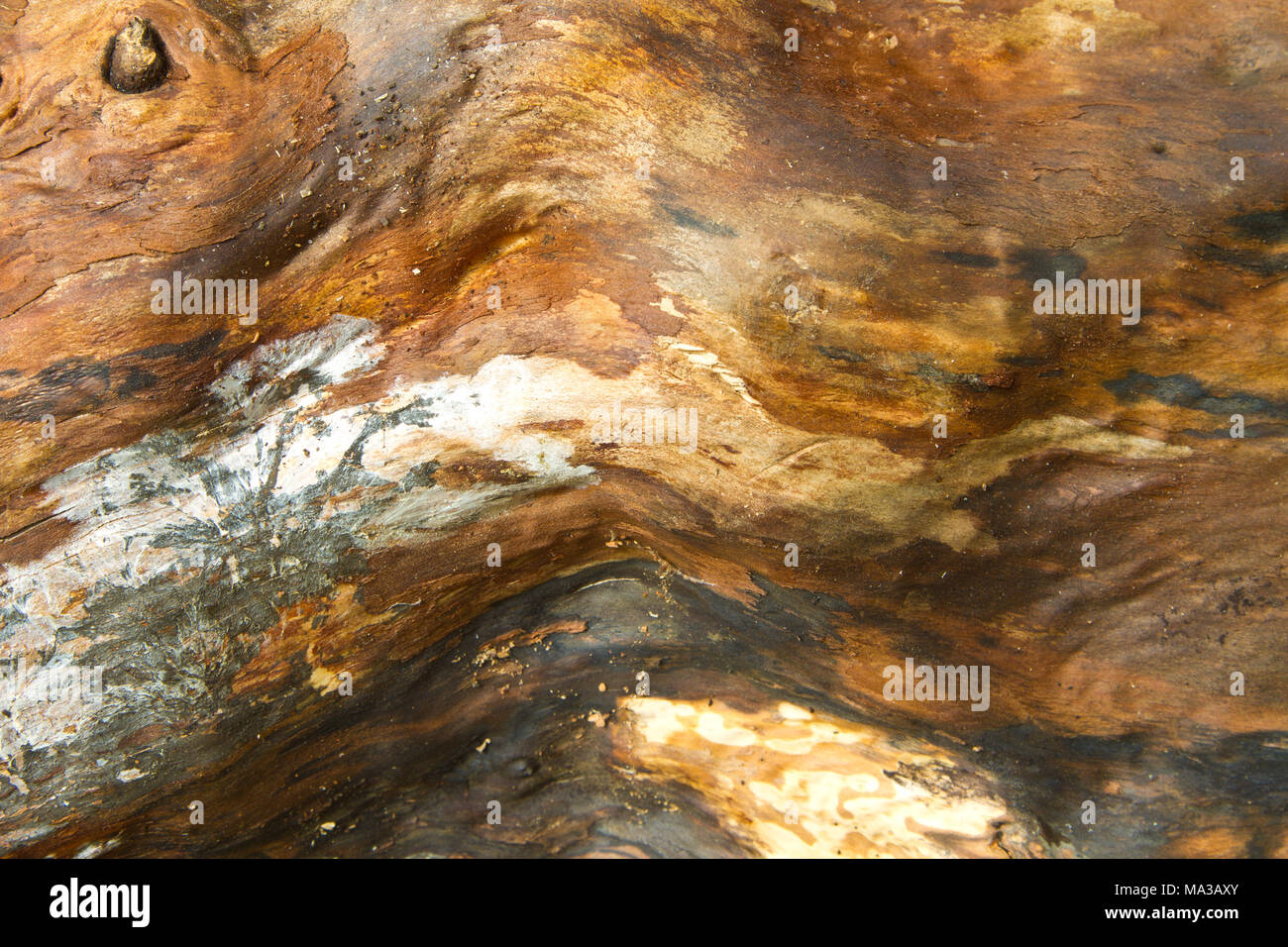 Tree close up that can be used as brown background picture Stock Photo ...