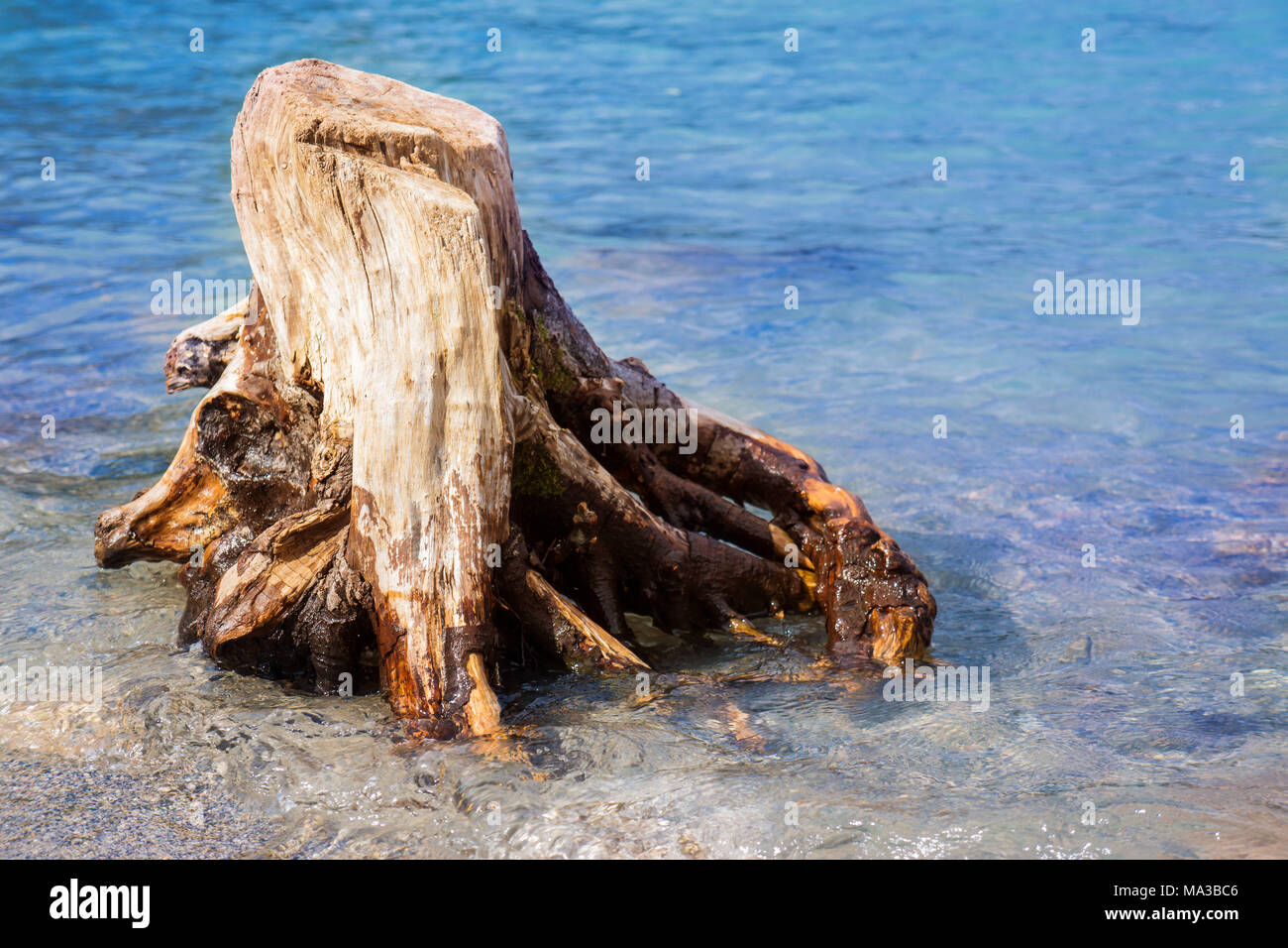 Beach, flotsam, tree stump Stock Photo - Alamy