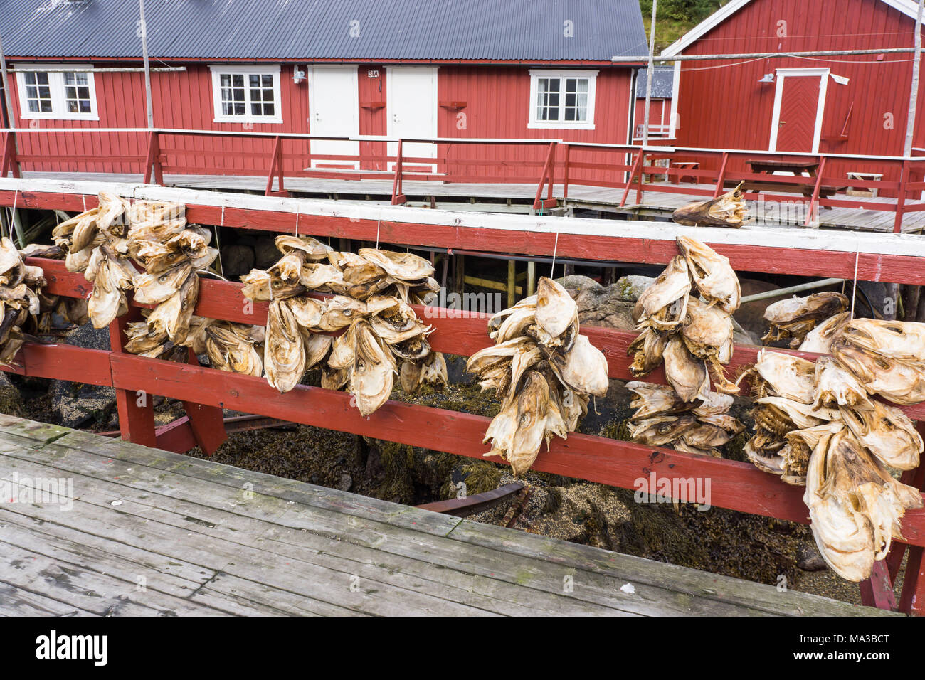 Stockfish museum hi-res stock photography and images - Alamy