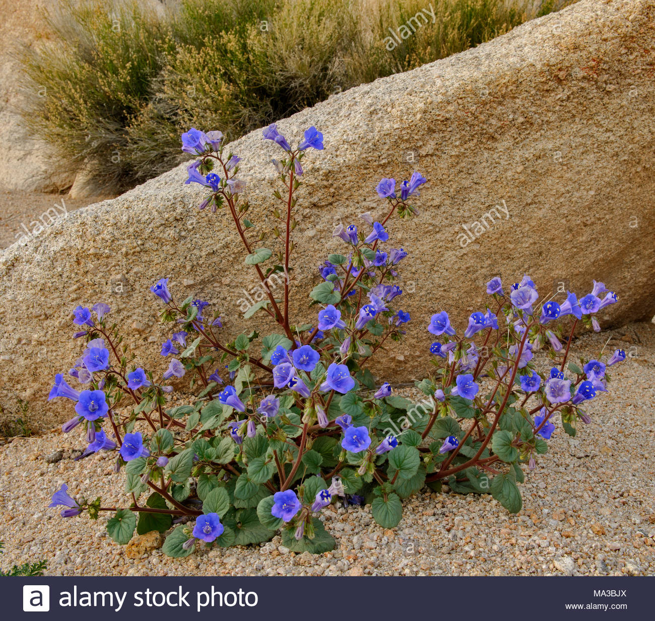 Mojave Desert Flowers High Resolution Stock Photography and Images - Alamy