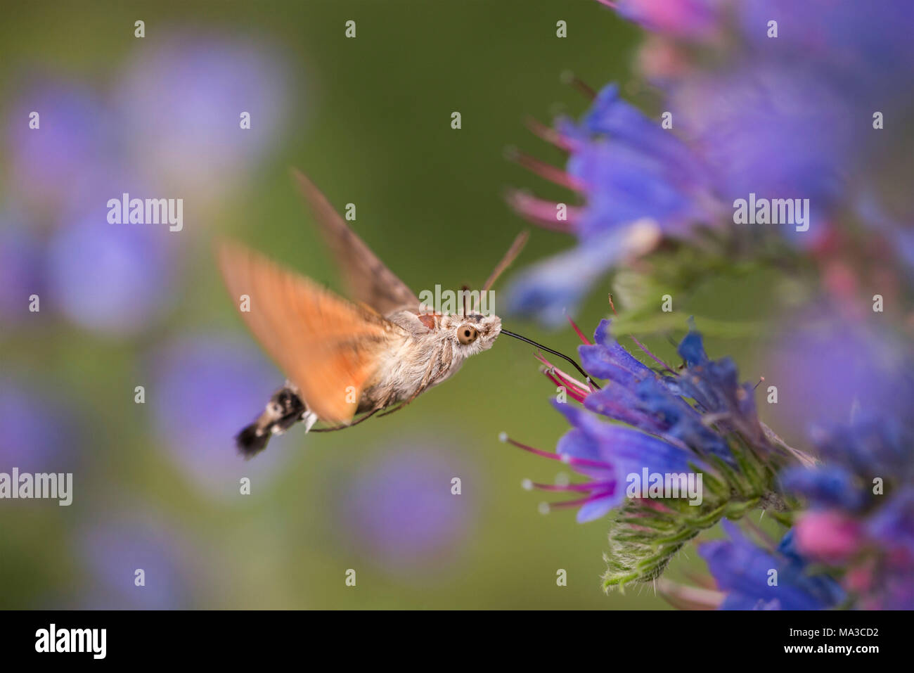 hummingbird hawkmoth in flight, Trentino Alto-Adige, Italy Stock Photo ...