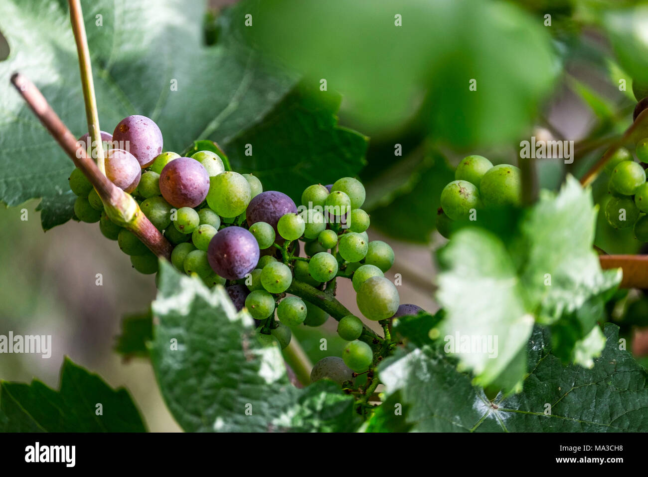 Grapes growing on a vine in Rhine river valley in Germany Europe Stock ...