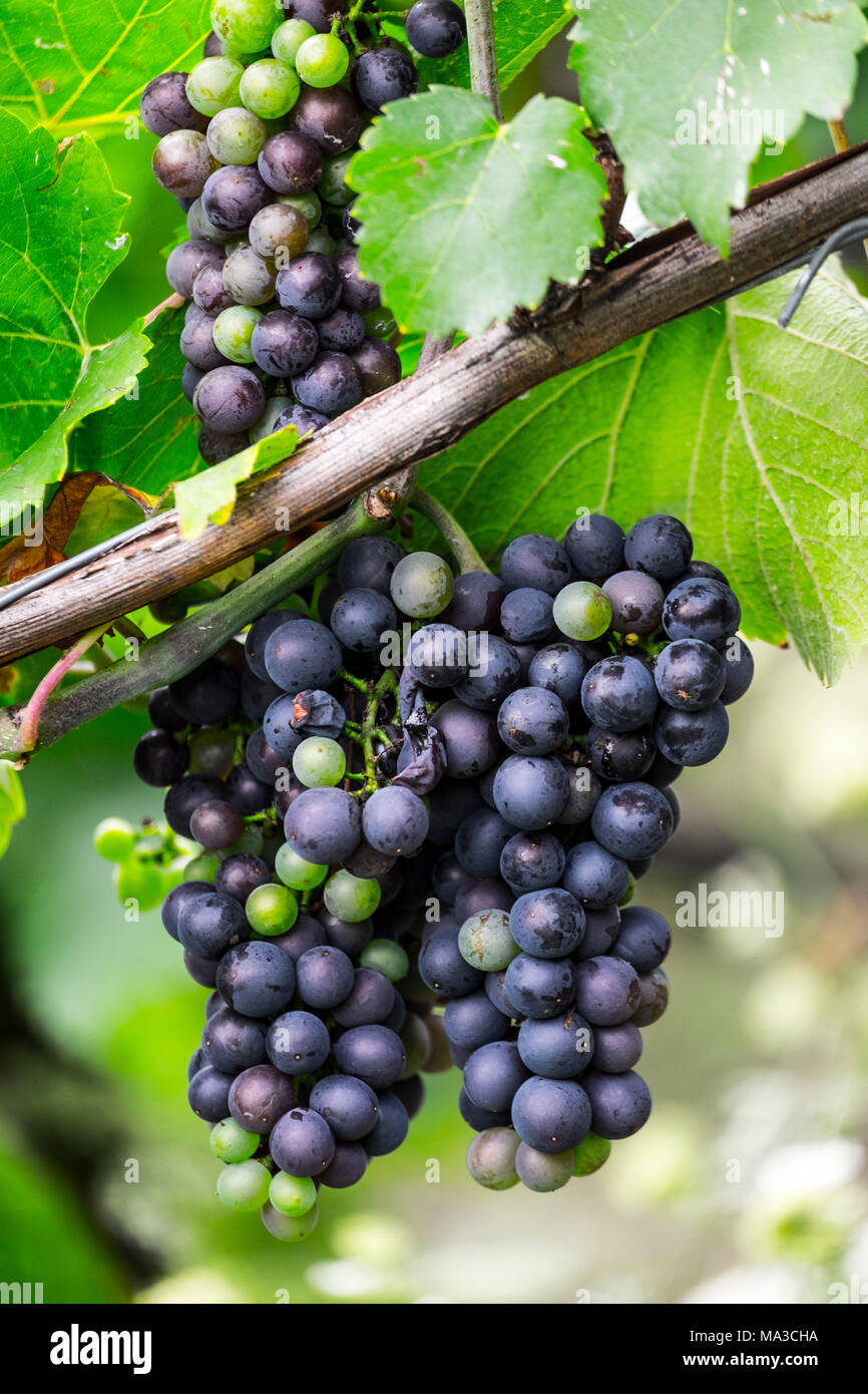 Grapes growing on a vine in Rhine river valley in Germany Europe Stock ...