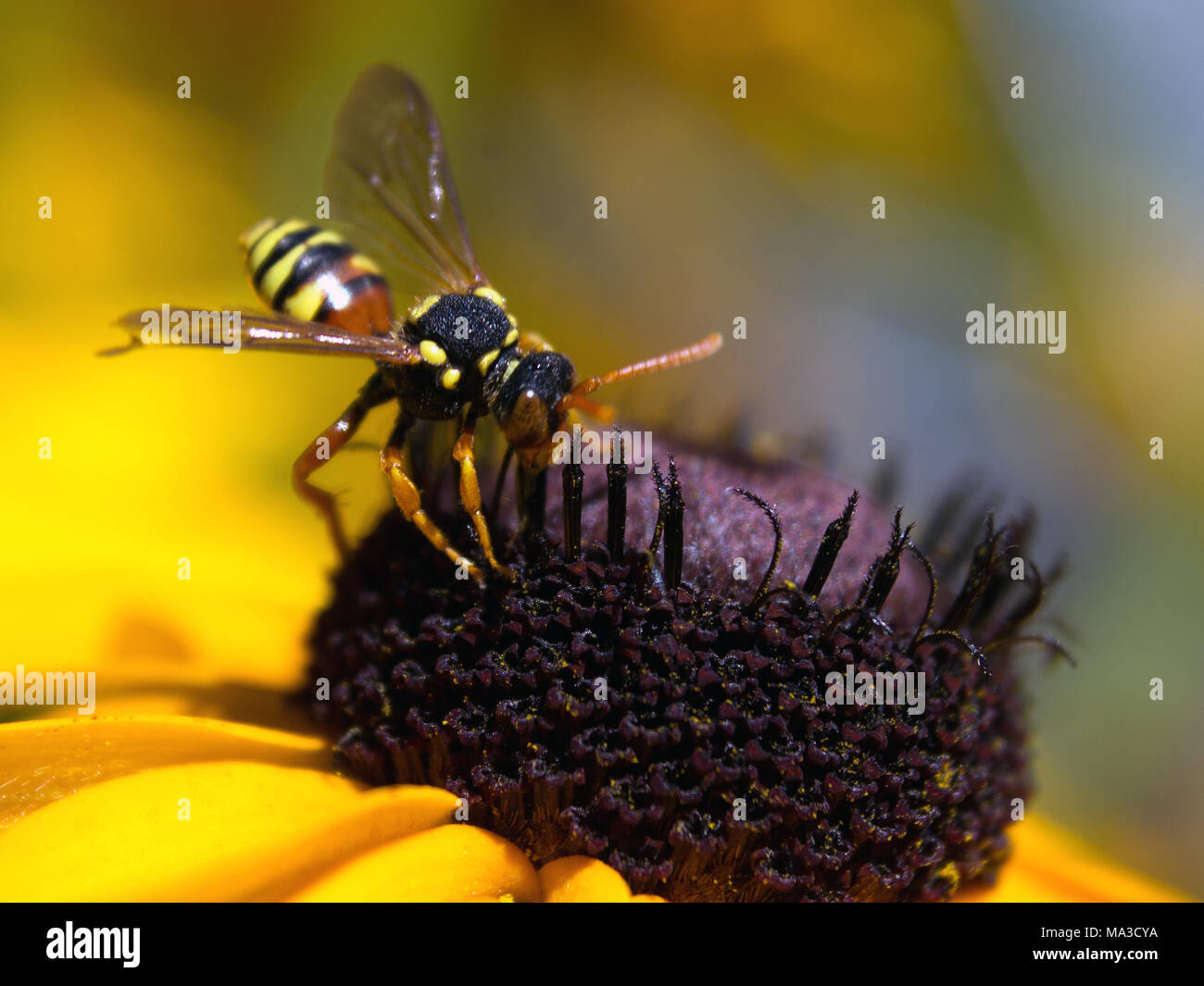 Wasp flying garden hi-res stock photography and images - Alamy