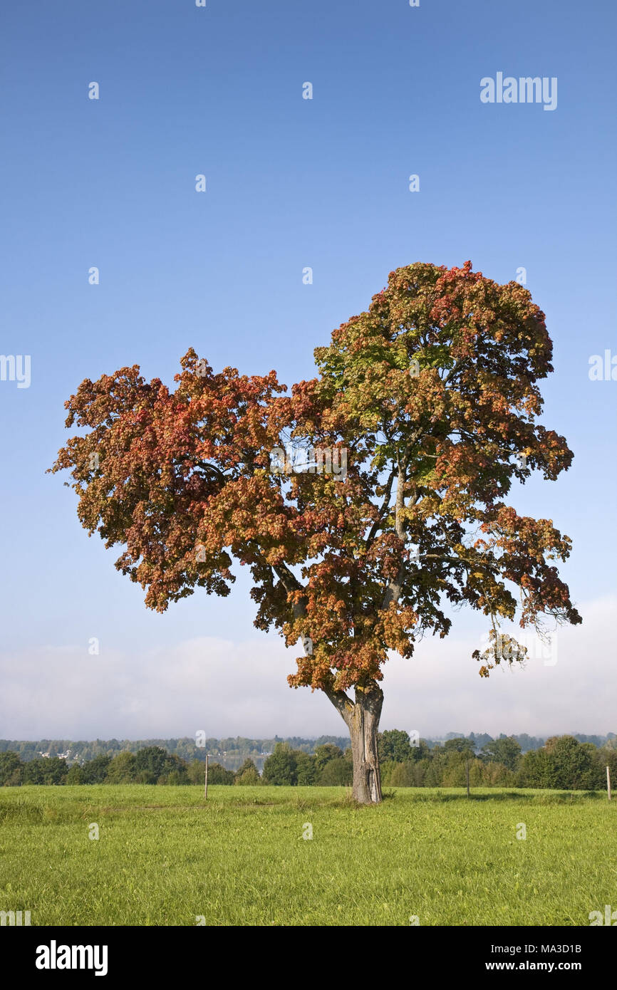 Maple tree in autumn Stock Photo - Alamy