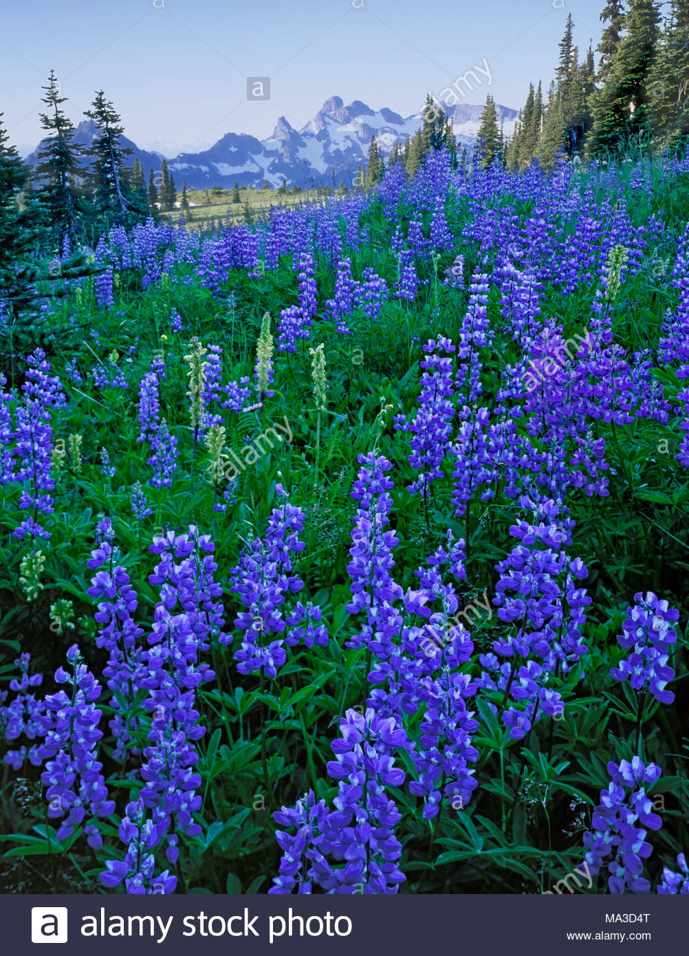 Washington National Forest High Resolution Stock Photography and Images ...