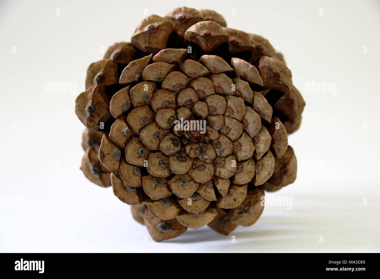 Gold pine cone hi-res stock photography and images - Alamy