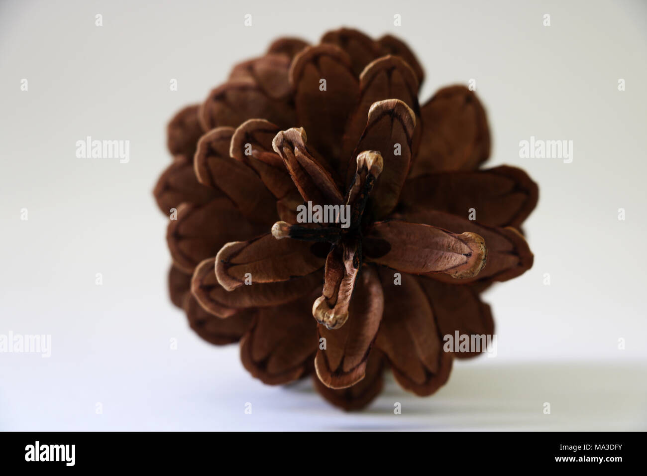 Black pine cone hi-res stock photography and images - Alamy