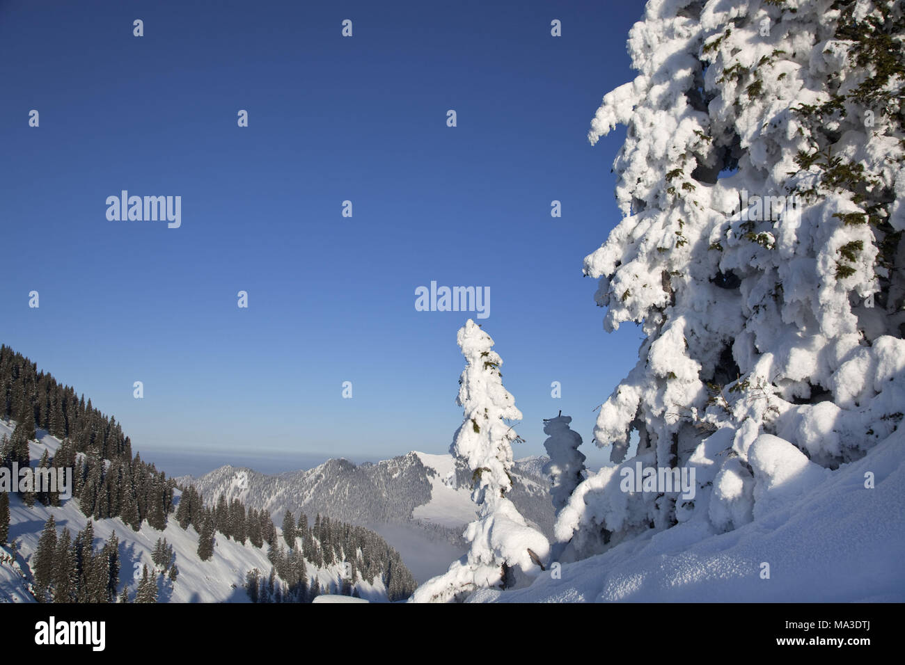 View of the Wallberg to the north in foothills of the Alps, Rottach ...