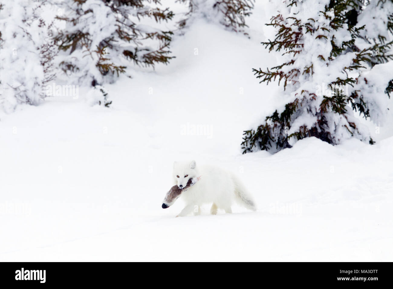 Arctic fox carrying a caribou leg hi-res stock photography and images ...