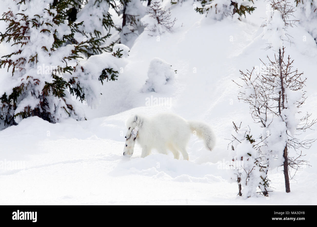 Arctic national park caribou hi-res stock photography and images - Alamy