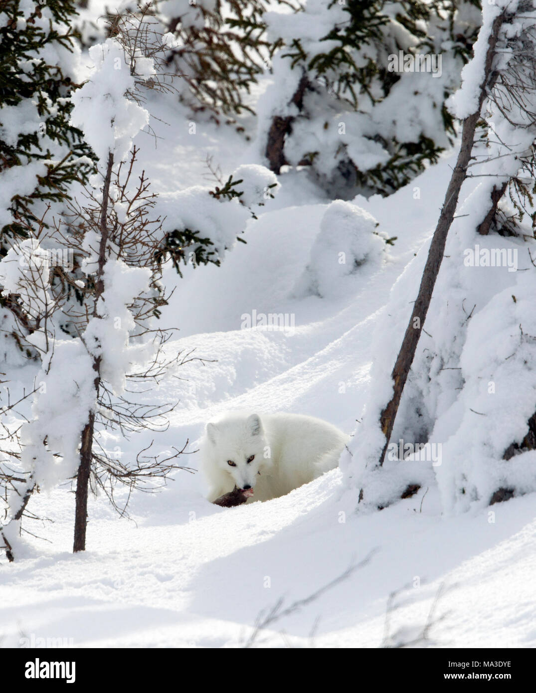 Arctic fox eating caribou leg hi-res stock photography and images - Alamy