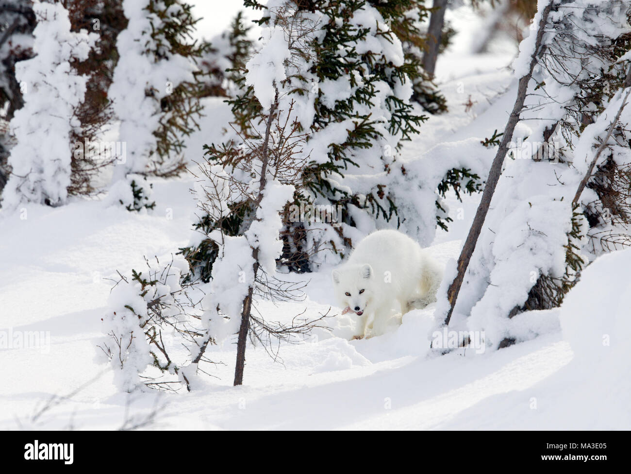 Arctic fox eating caribou leg hi-res stock photography and images - Alamy