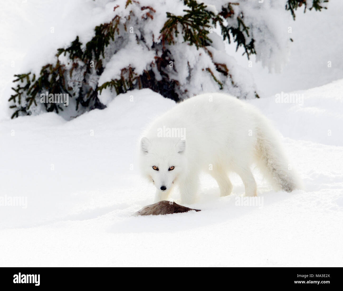 Arctic fox guarding a caribou leg hi-res stock photography and images ...