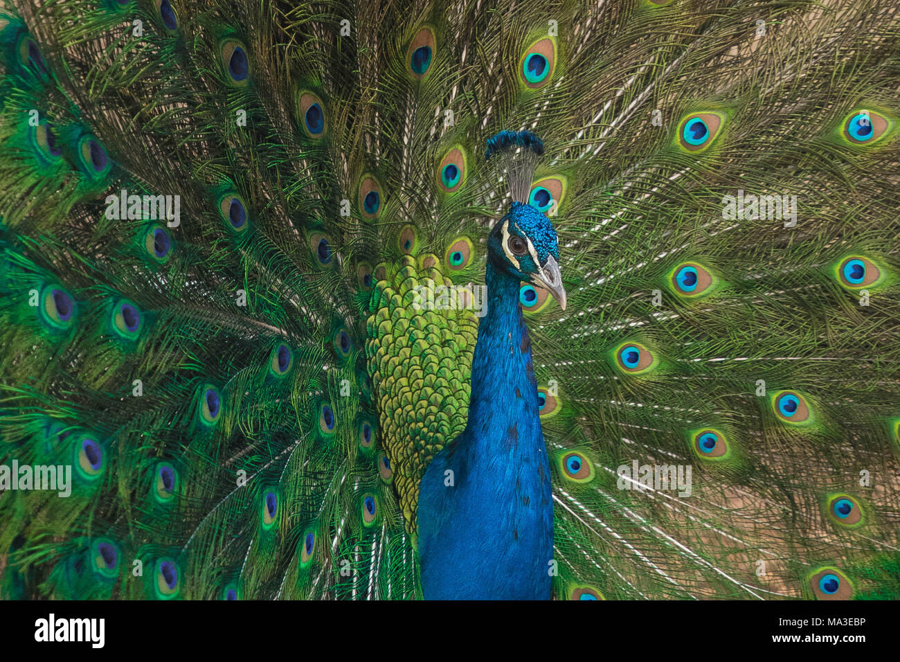 African peacock hi-res stock photography and images - Alamy