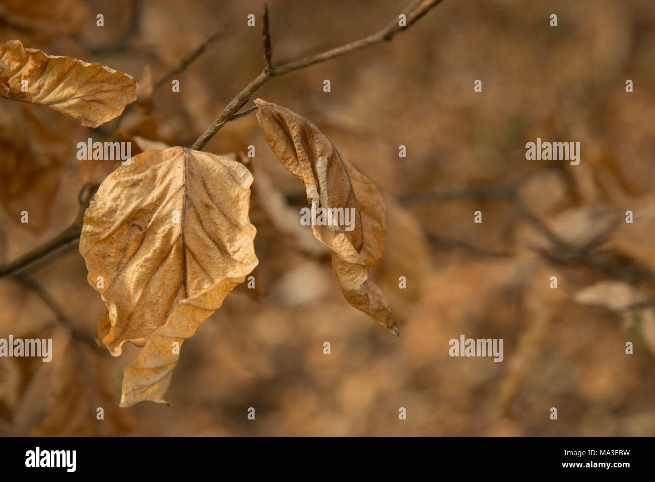 Dead leaves on a branch Stock Photo - Alamy