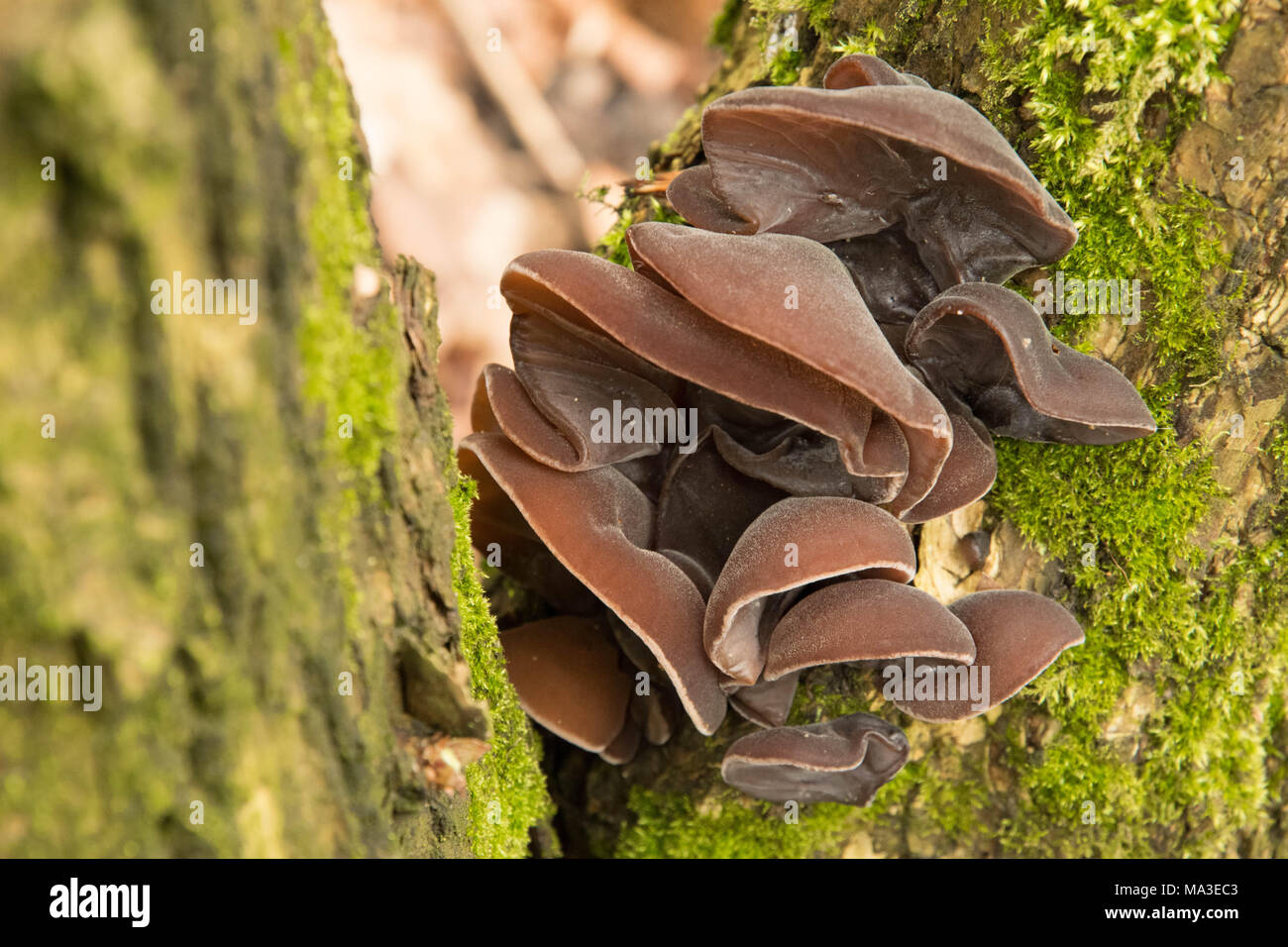 Conks hi-res stock photography and images - Alamy