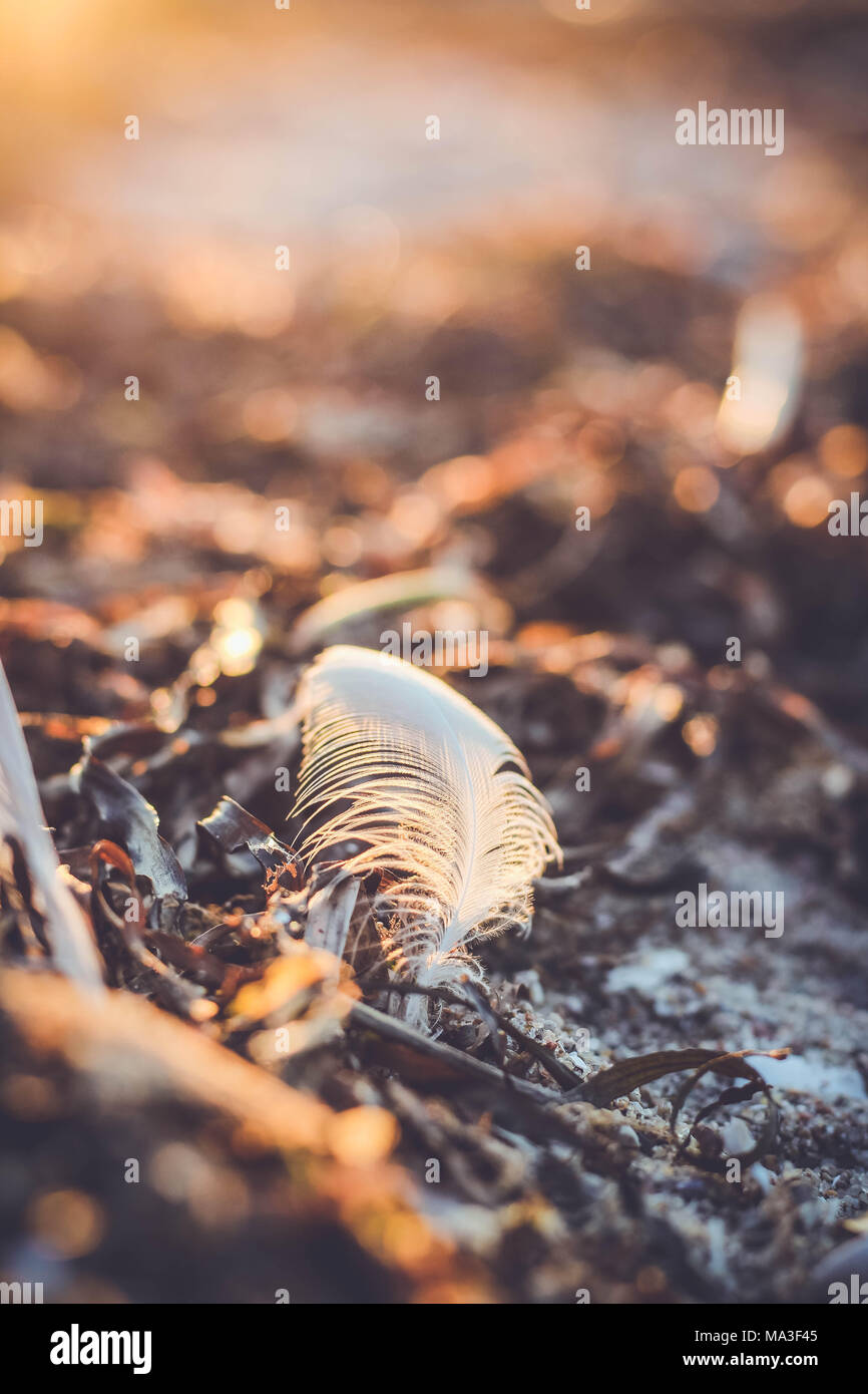 Light as feather hi-res stock photography and images - Alamy