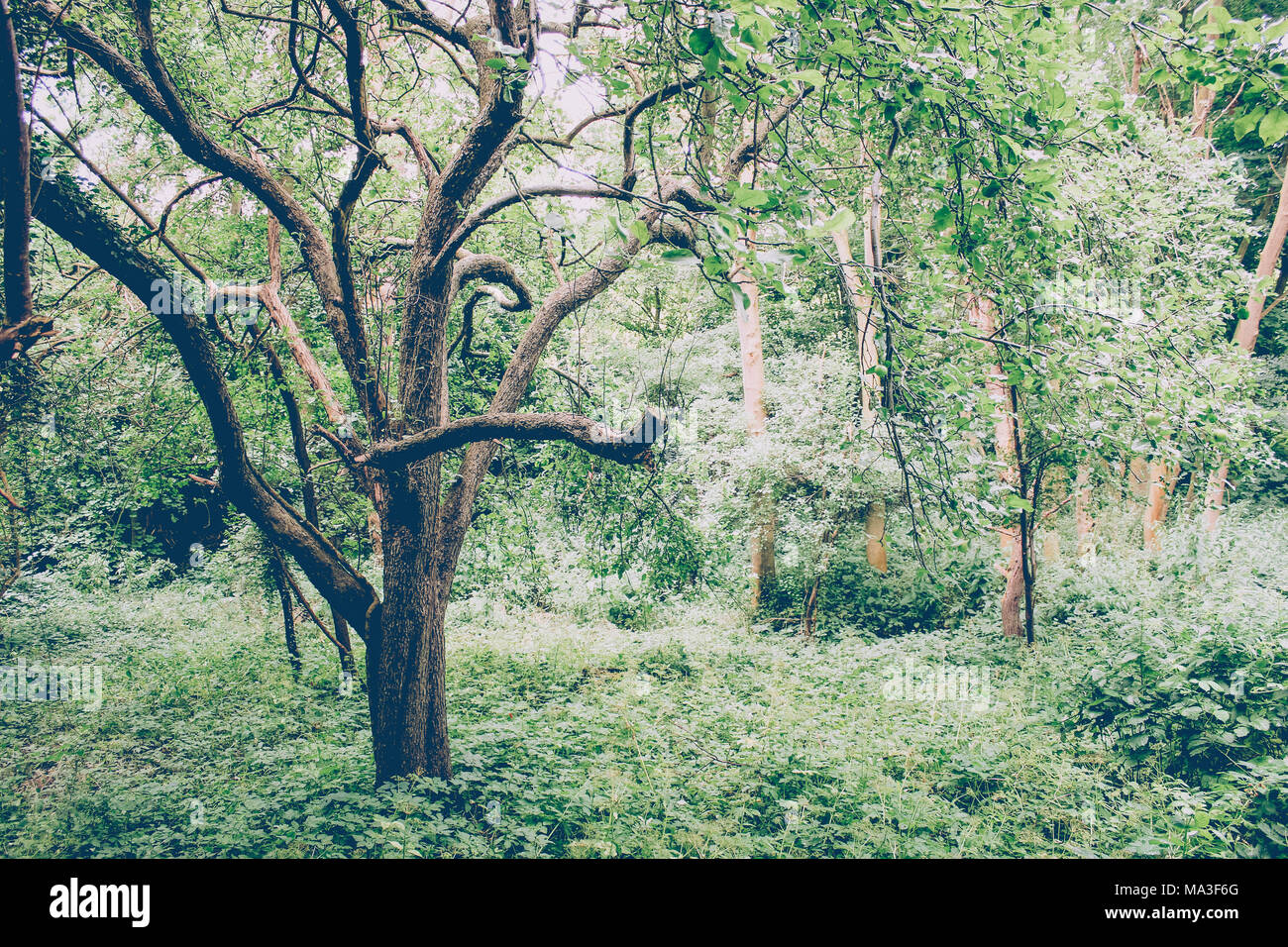 Mysteriously forest hi-res stock photography and images - Alamy